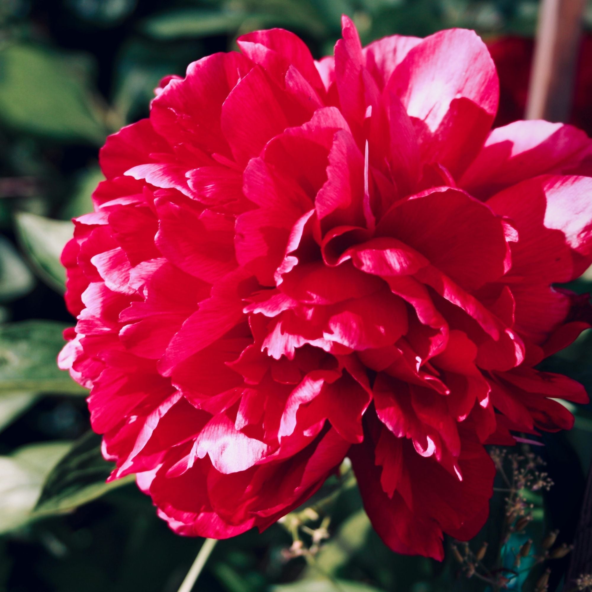 Sarah Haran Floral & Flame Collection – Sarah Haran Accessories